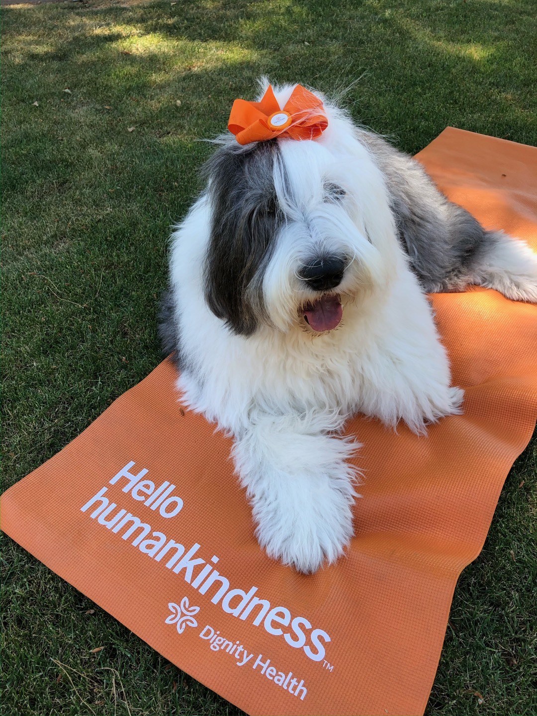 How Animal-Assisted Therapy Benefits Brain Tumor Patients